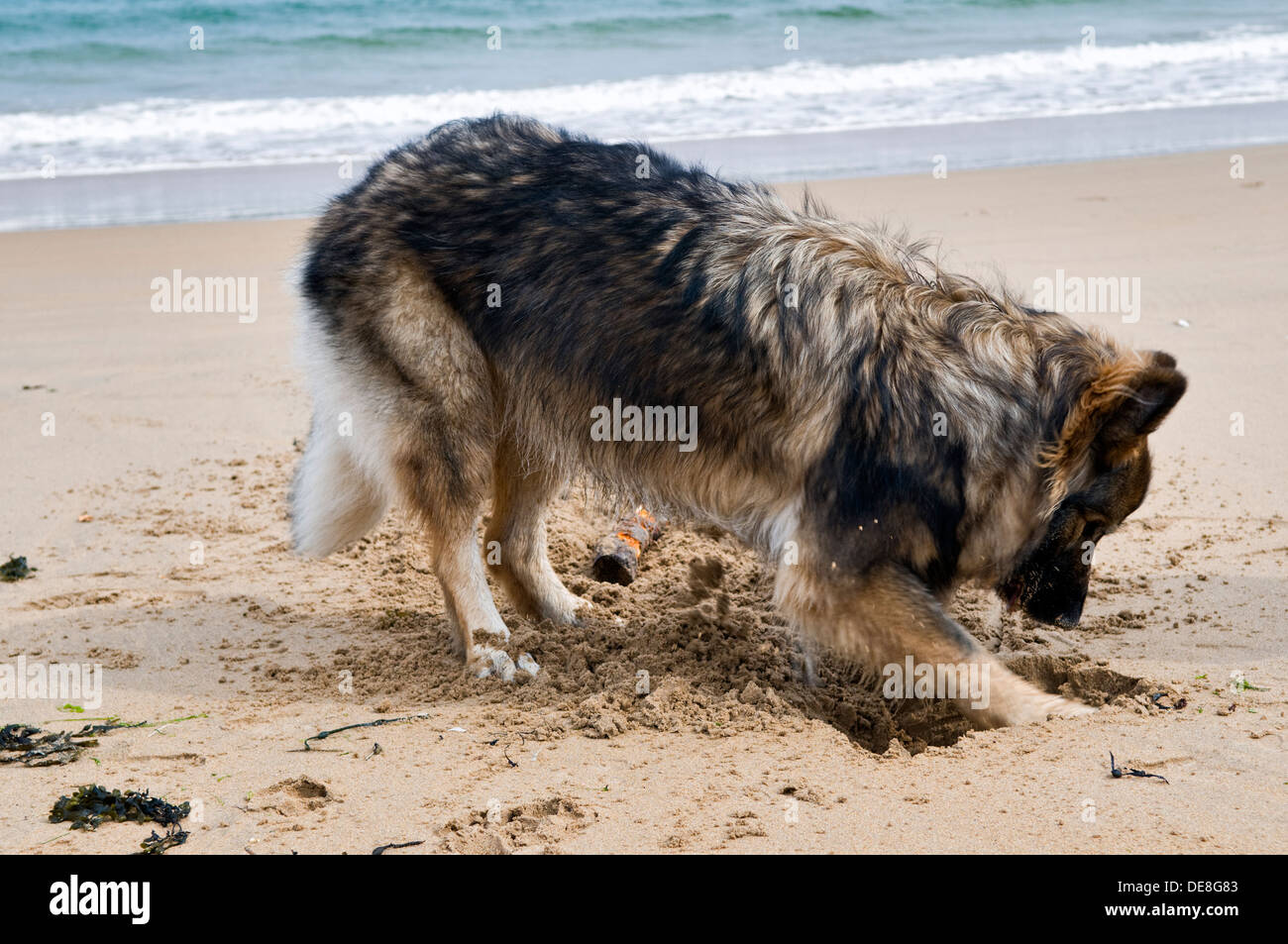 German Shepherd Dog digging in sand on beach at Dornoch, Sutherland ...