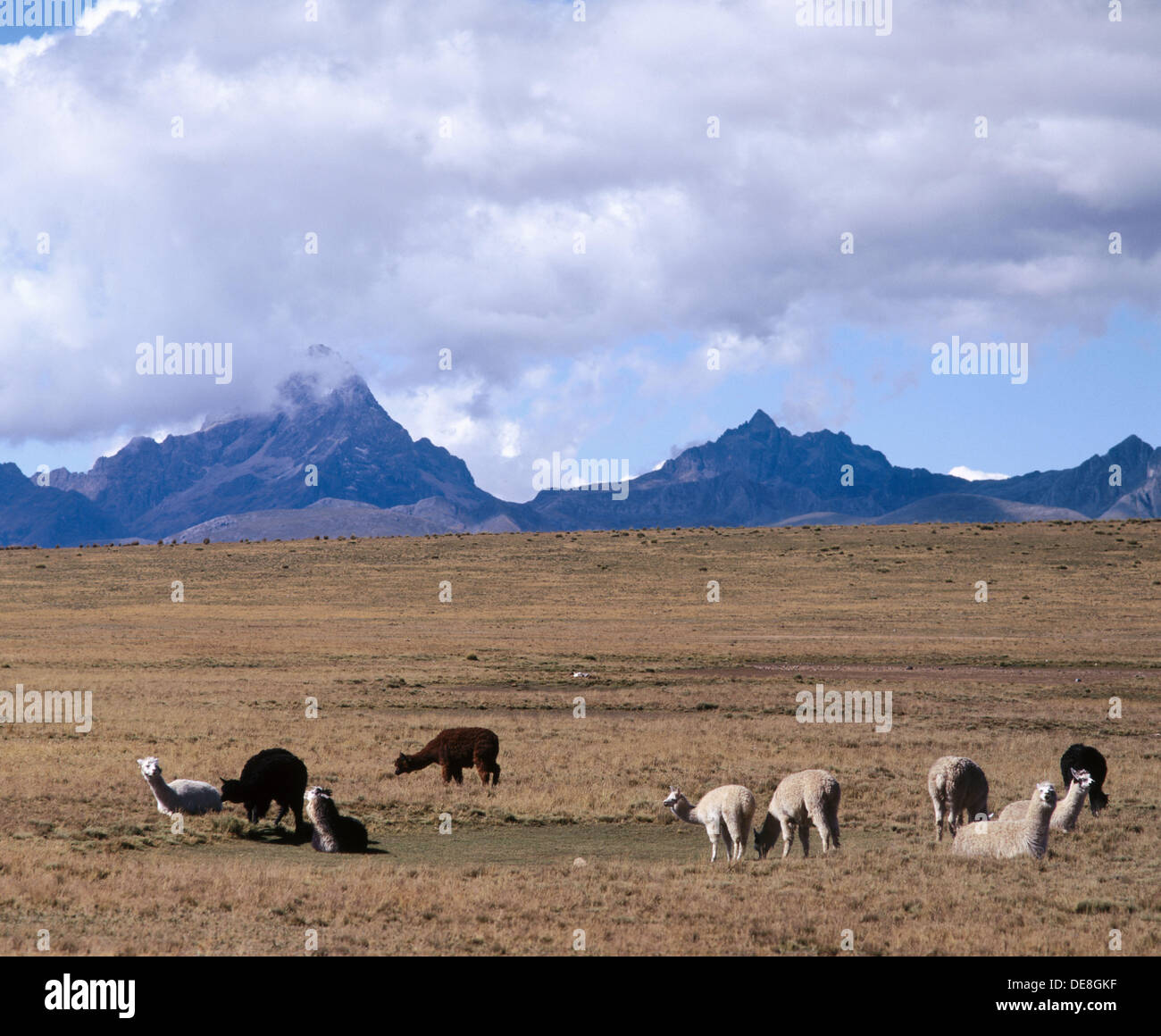 Puna peru grassland hi-res stock photography and images - Alamy