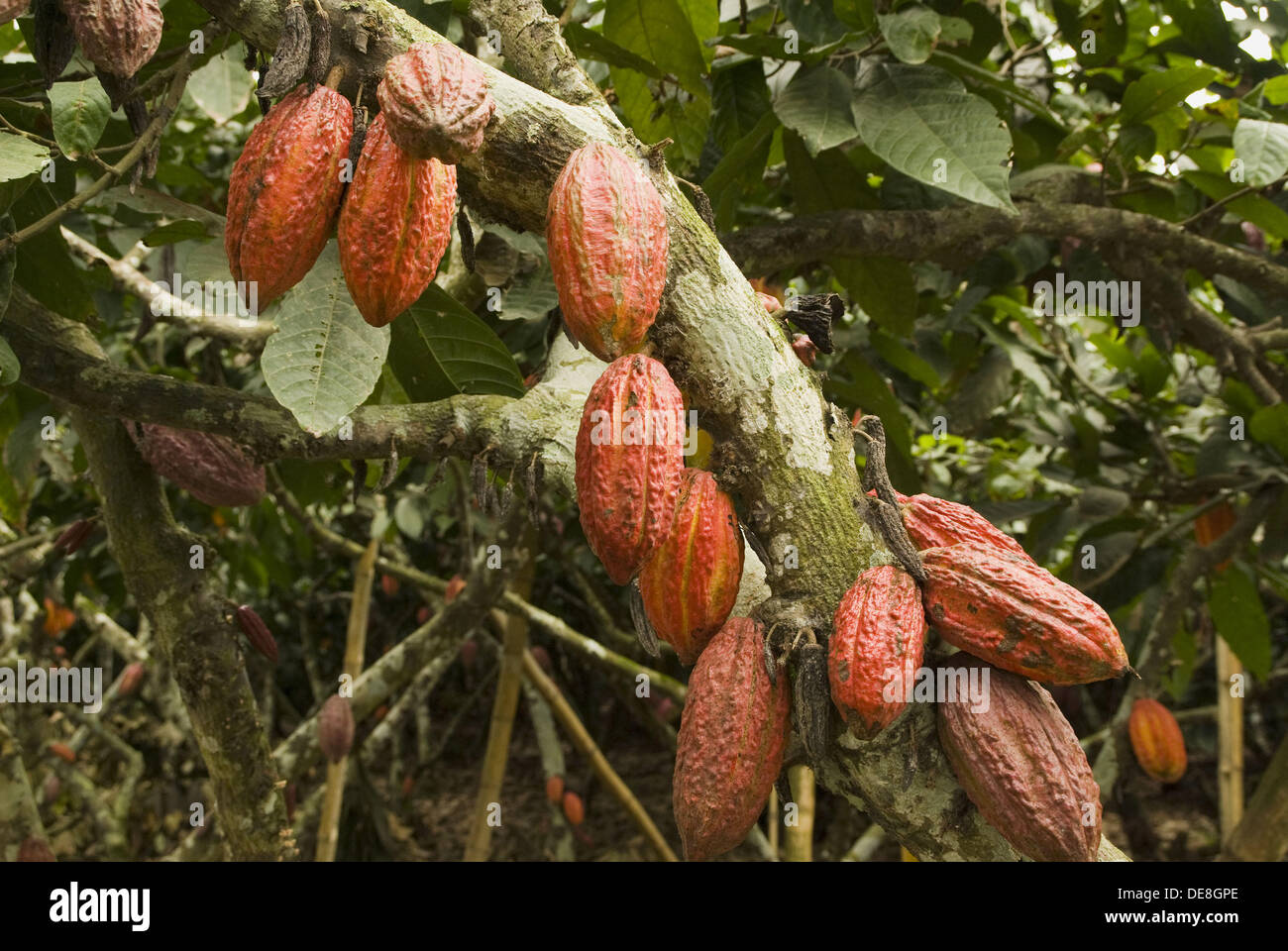 Cocoa Tree Ecuador High Resolution Stock Photography and Images - Alamy