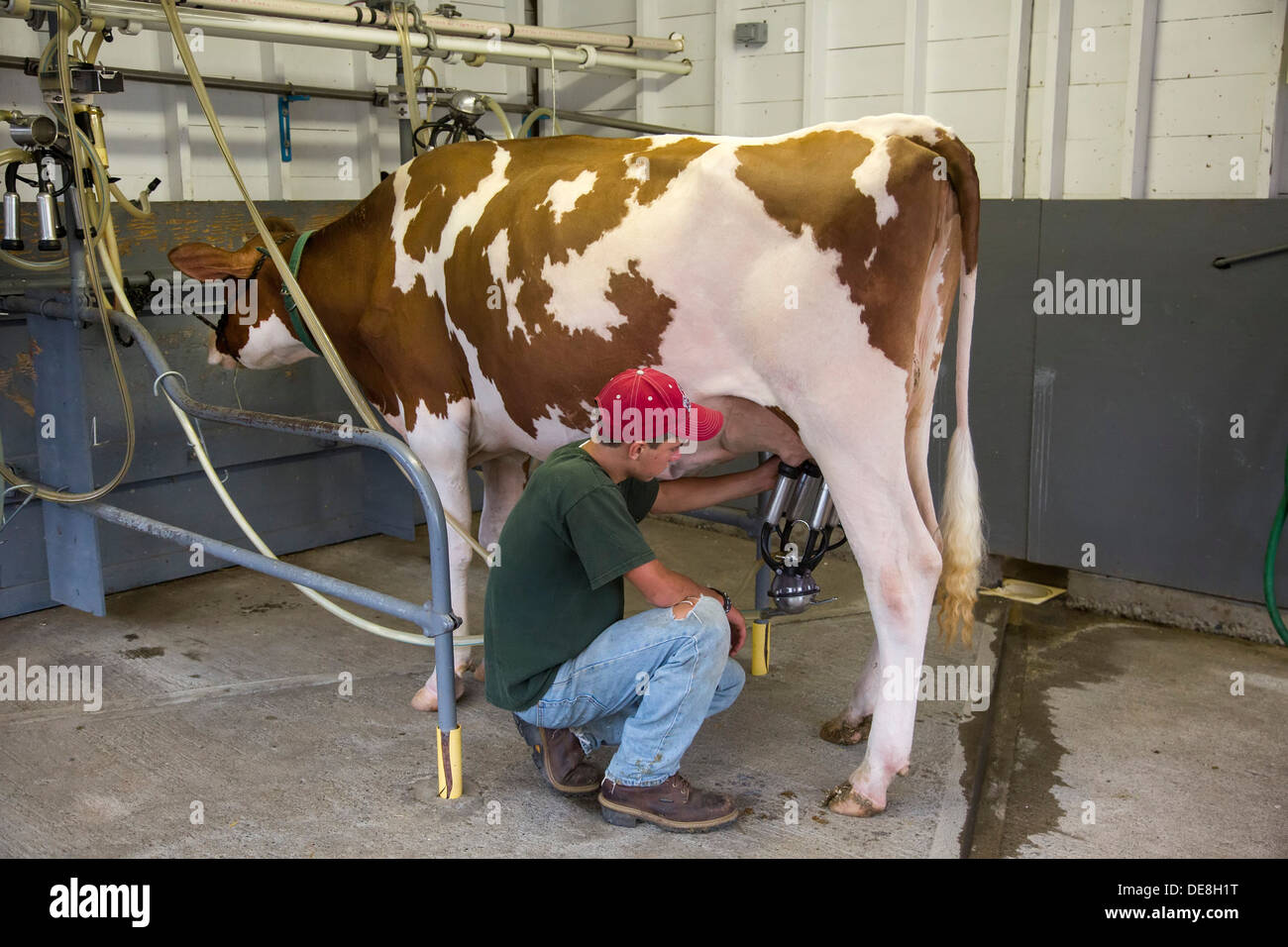 Farmer milking cow hi-res stock photography and images - Alamy