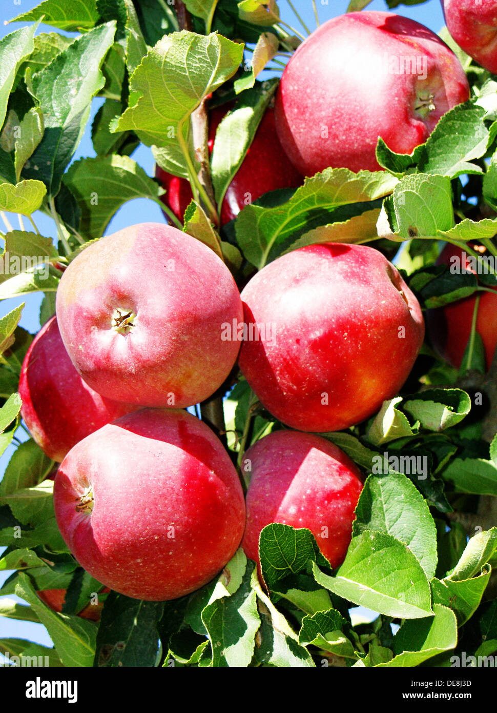 Apple red chief hi-res stock photography and images - Alamy
