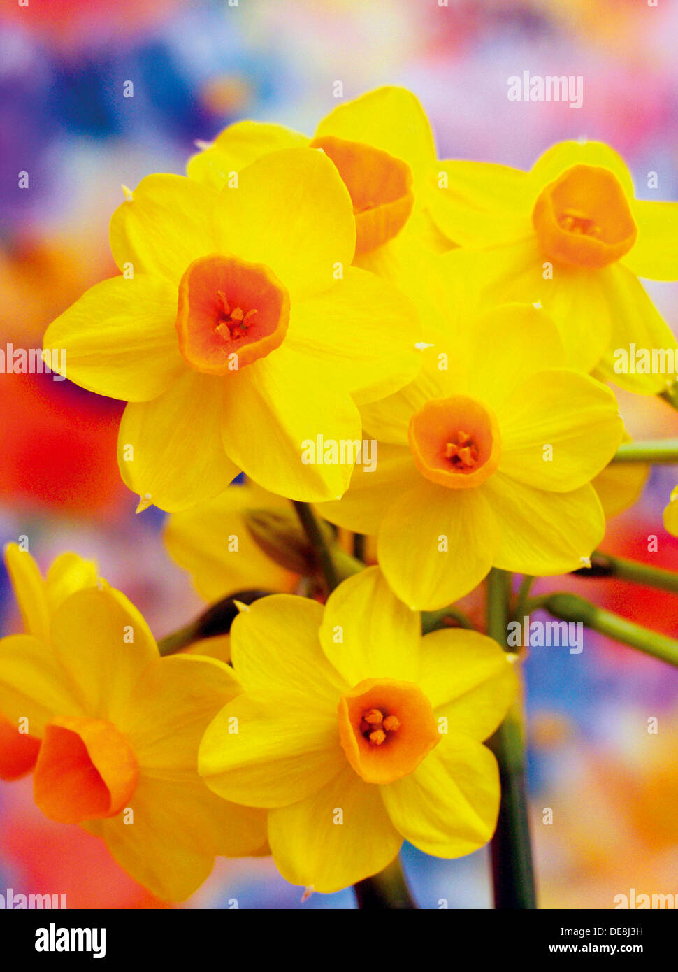 Image of fragrant narcissus hi-res stock photography and images - Alamy