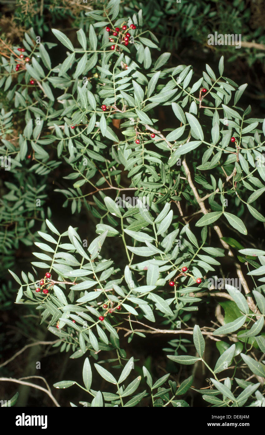 Mastic pistacia lentiscus hi-res stock photography and images - Alamy