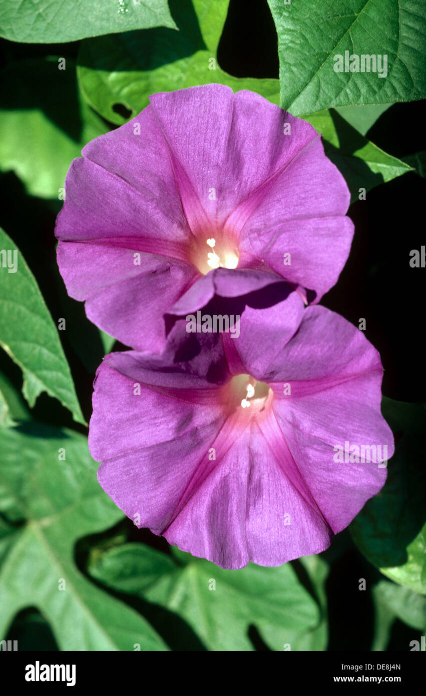 Ipomea purpurea hi-res stock photography and images - Alamy