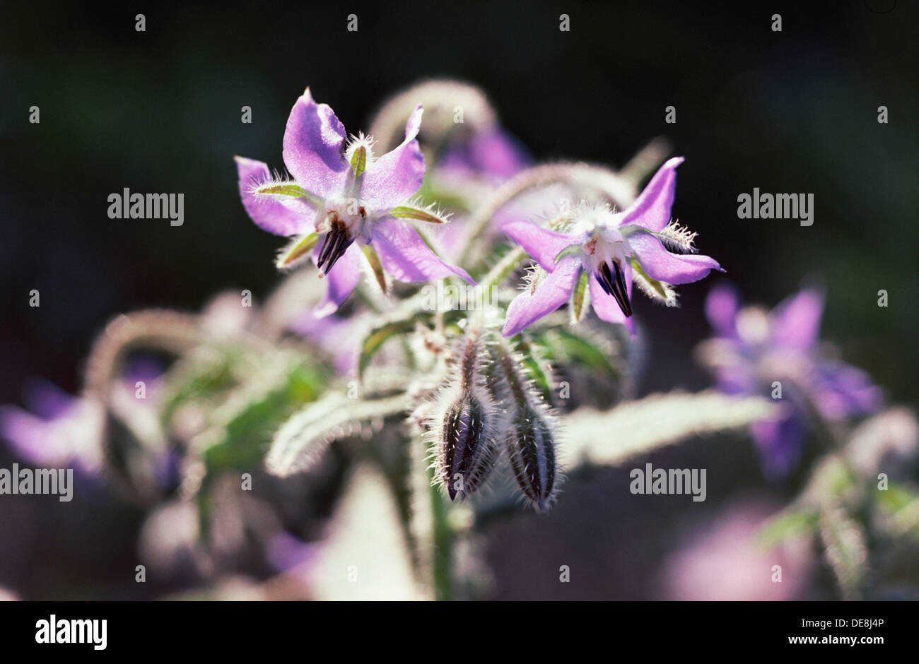 Borago officinalis kitchen garden hi-res stock photography and images ...