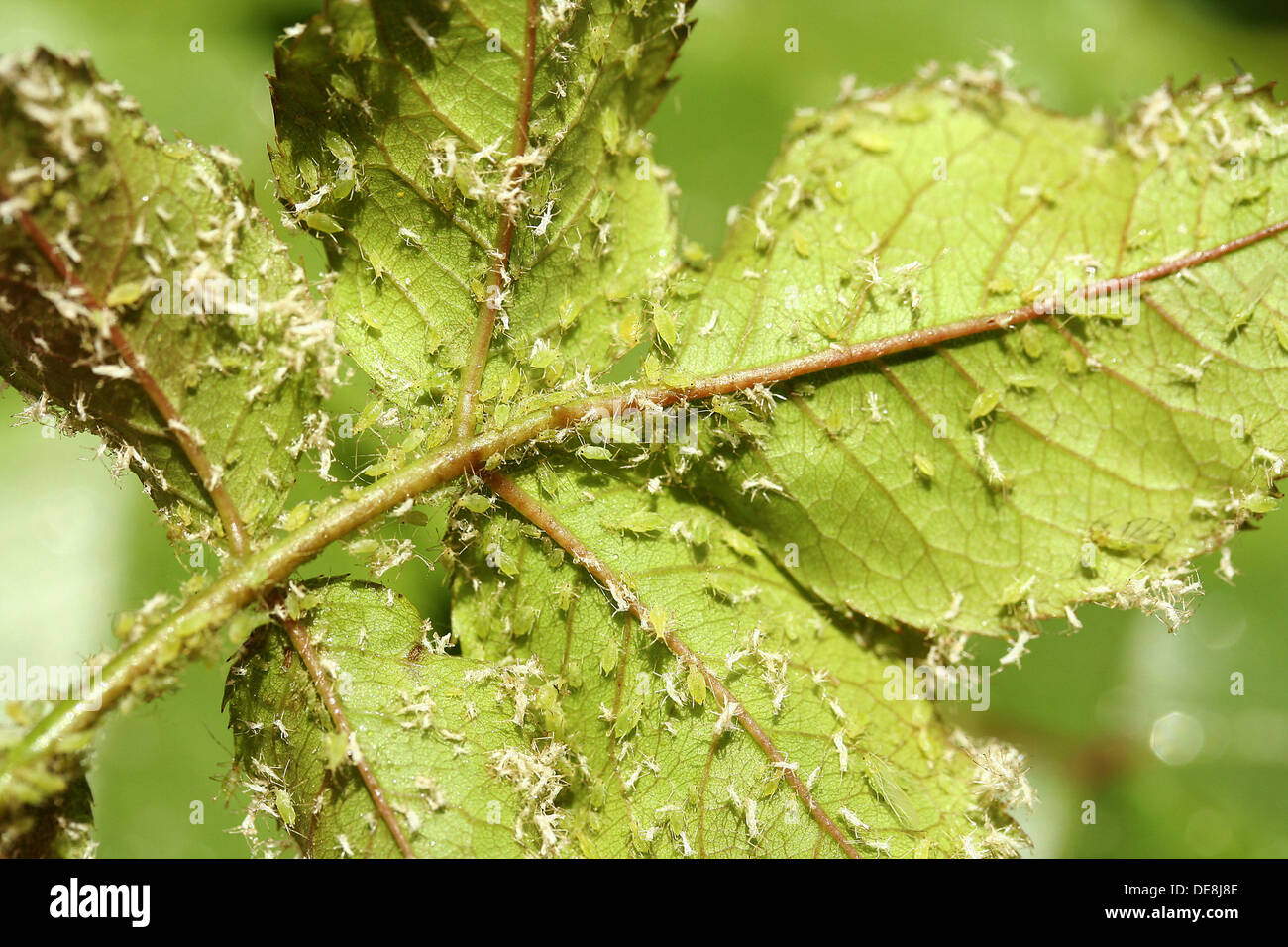 Vaporarium Stock Photos & Vaporarium Stock Images - Alamy