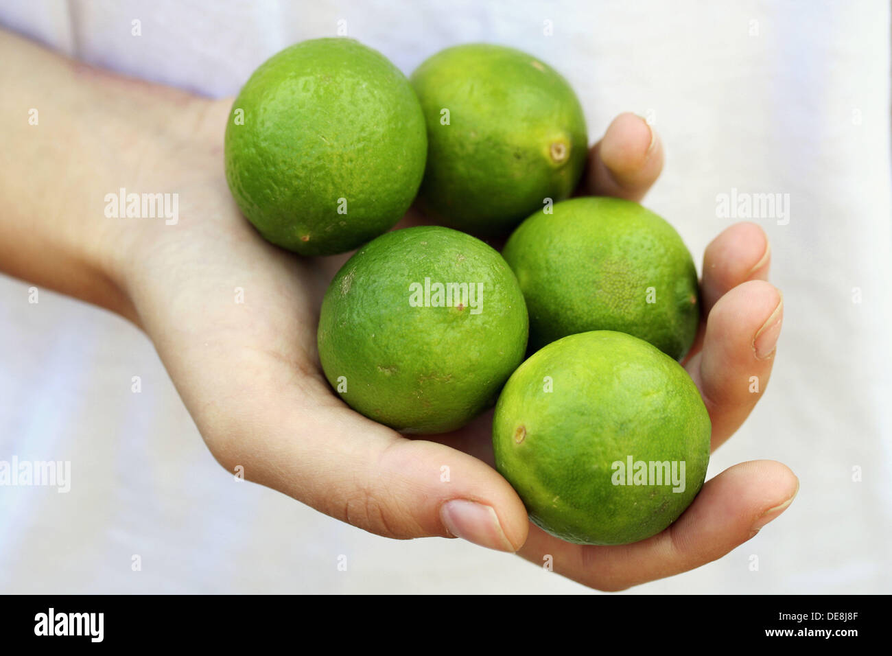 Citrus Citrus Sp Stock Photos & Citrus Citrus Sp Stock Images - Alamy