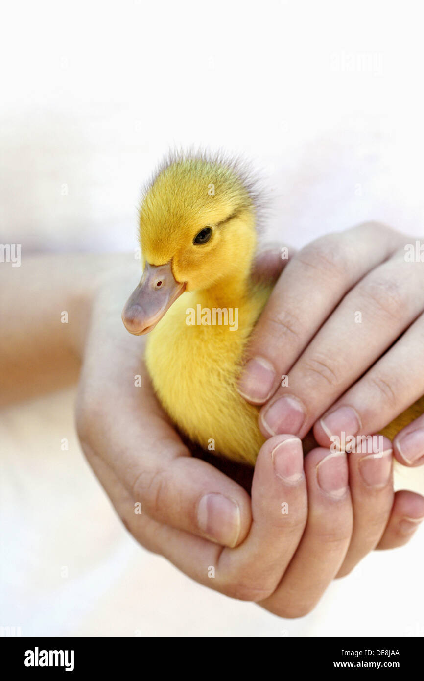 Protected hands hi-res stock photography and images - Alamy