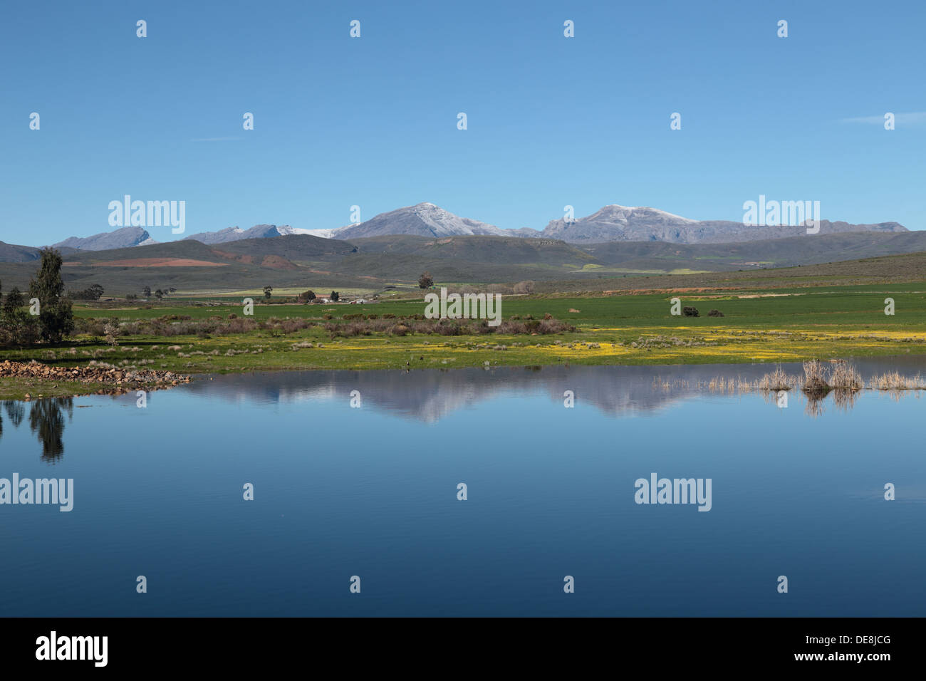 Spring flowers and seasonal lake with snow capped peaks of Matroosberg ...