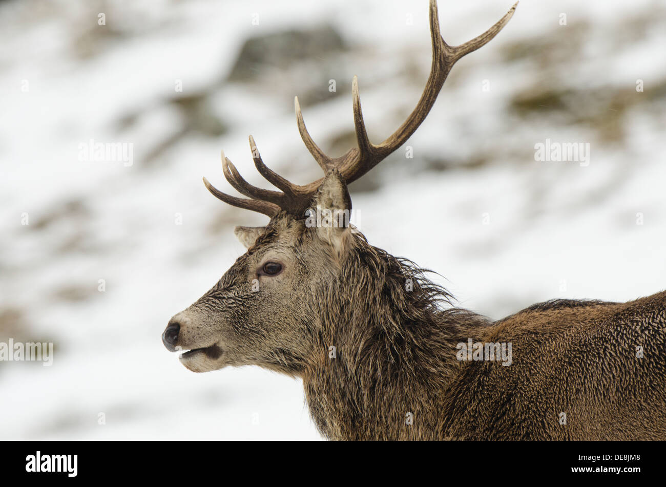 Red Deer Stag Portrait in winter Stock Photo - Alamy