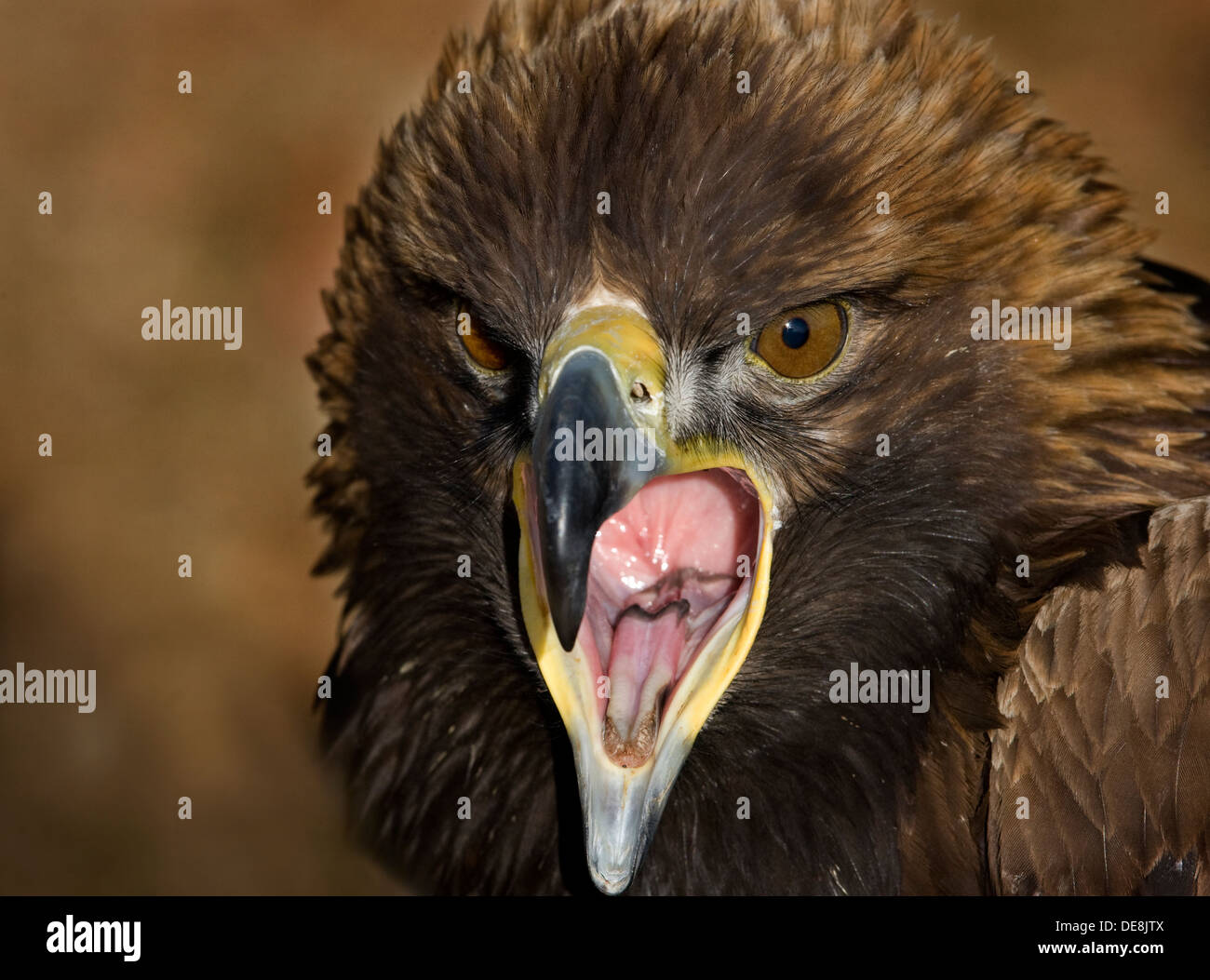 Golden Eagle Face