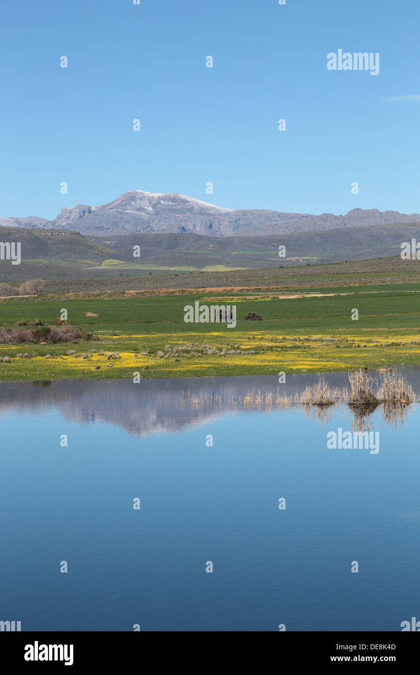 Spring flowers and seasonal lake with snow capped peaks of Matroosberg ...