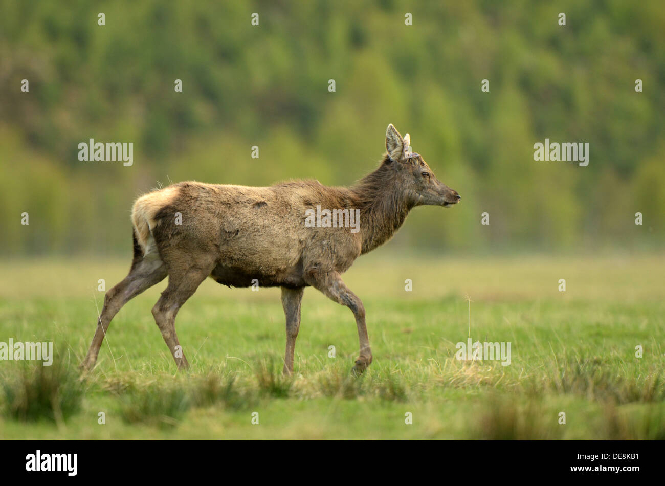 Red Deer walking Stock Photo - Alamy