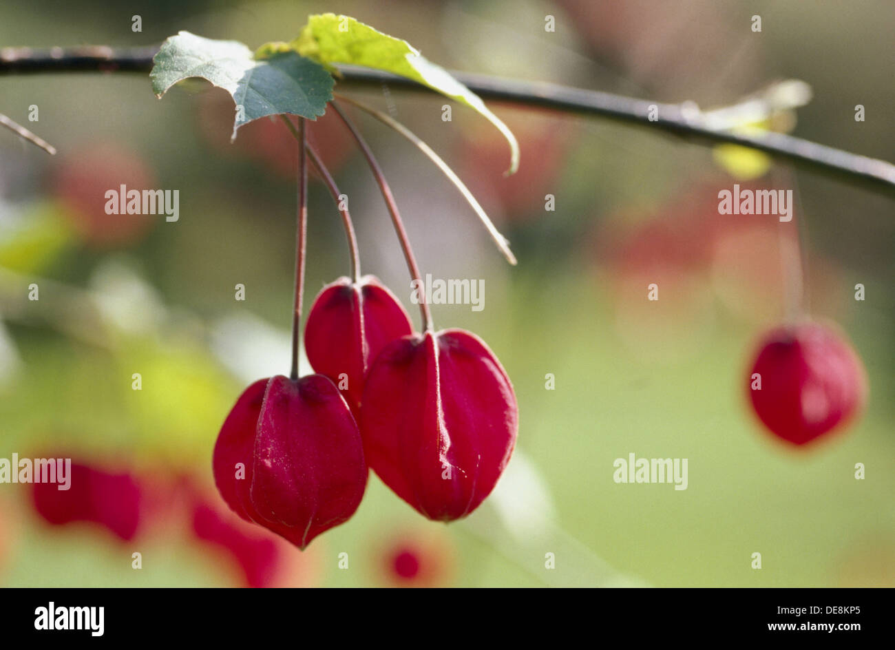 Flowering Maple (Abutilon megapotamicum Stock Photo - Alamy