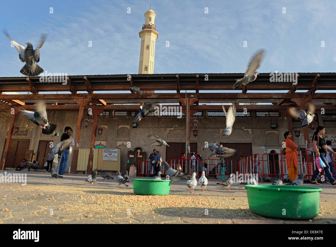 Dubai, United Arab Emirates, pigeons in the old town Stock Photo - Alamy