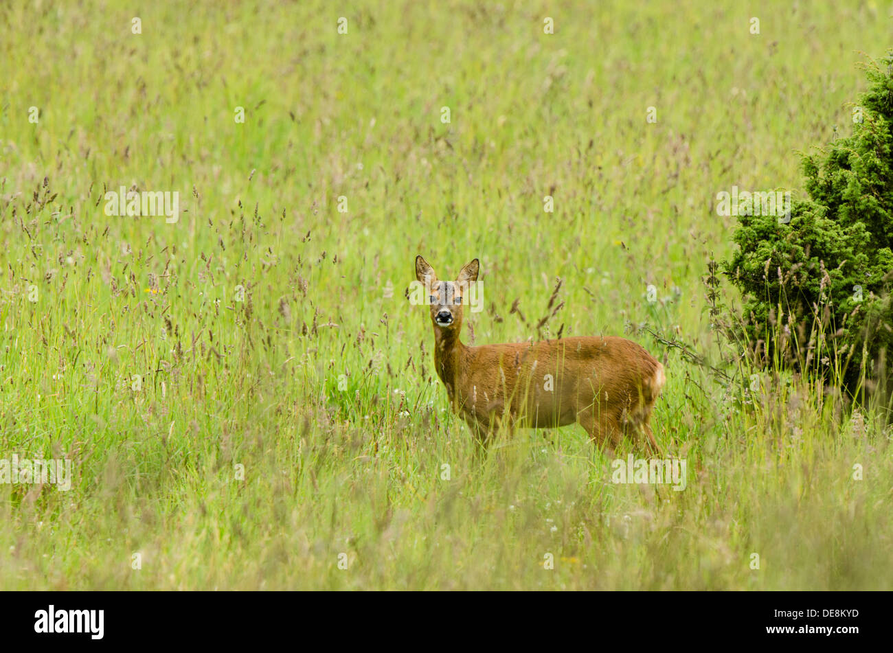 Roe deer female hi-res stock photography and images - Alamy