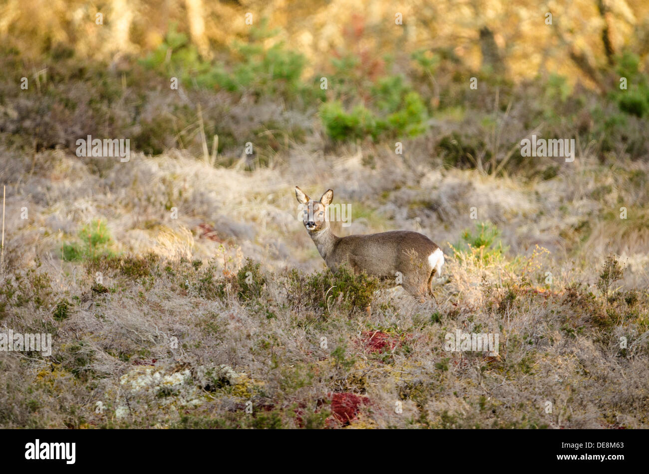Roe Deer in winter habitat Stock Photo - Alamy