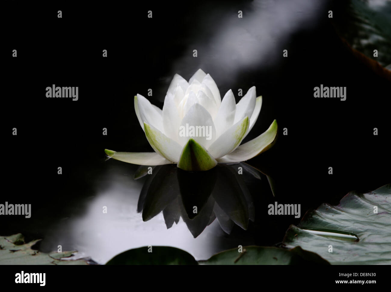 The flower of a Nymphaea alba, also known as the European White ...