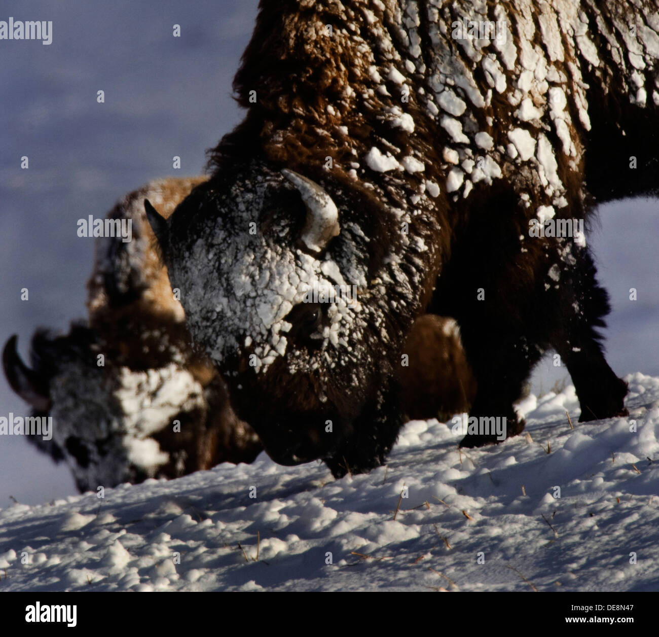 Bison frozen hi-res stock photography and images - Alamy