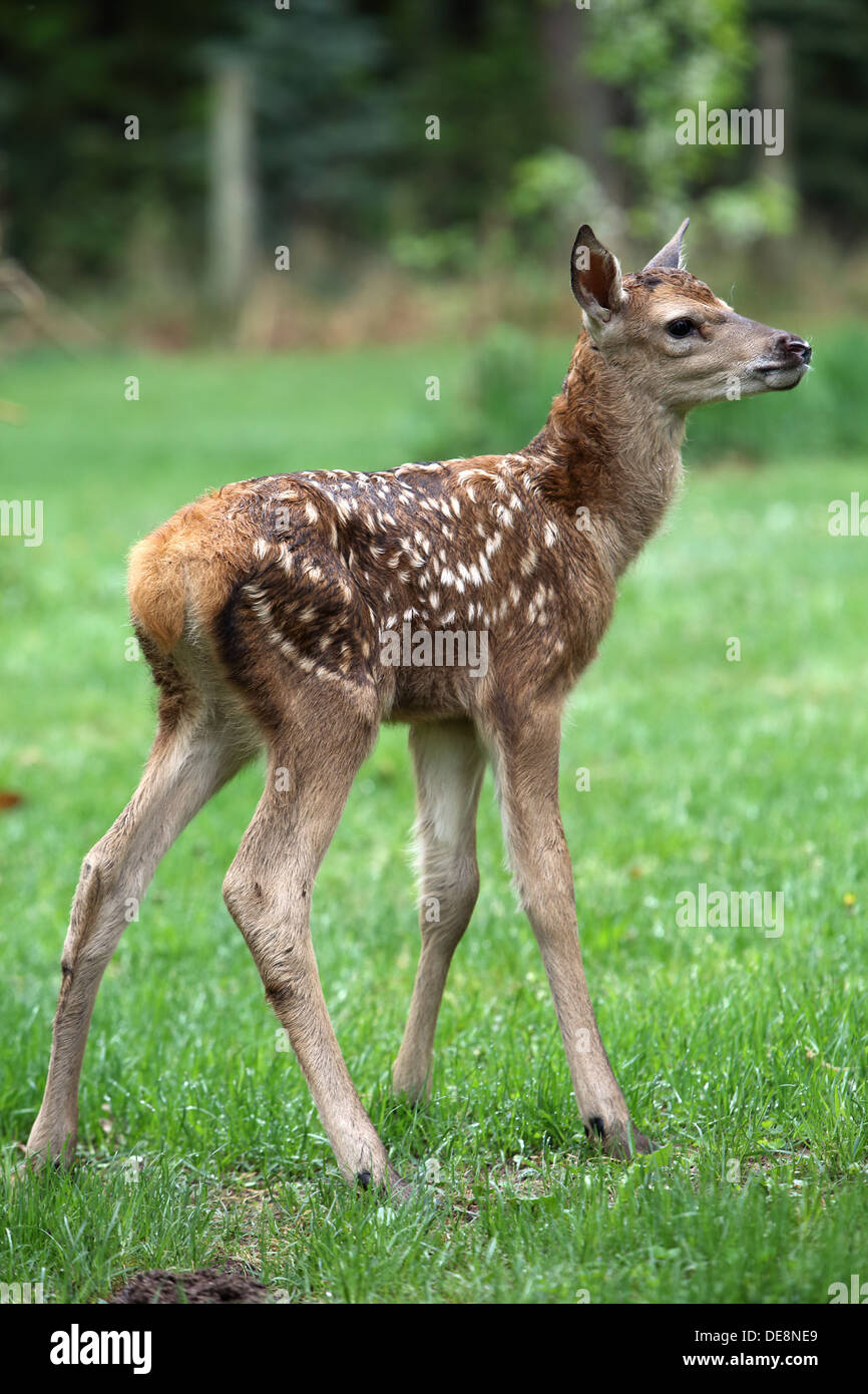Calf germany hi-res stock photography and images - Alamy