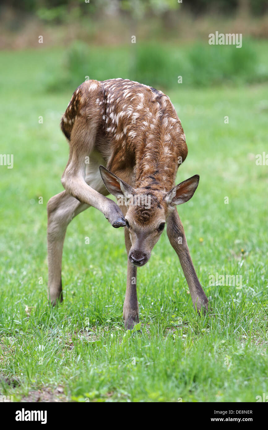 Itching leg hi-res stock photography and images - Alamy