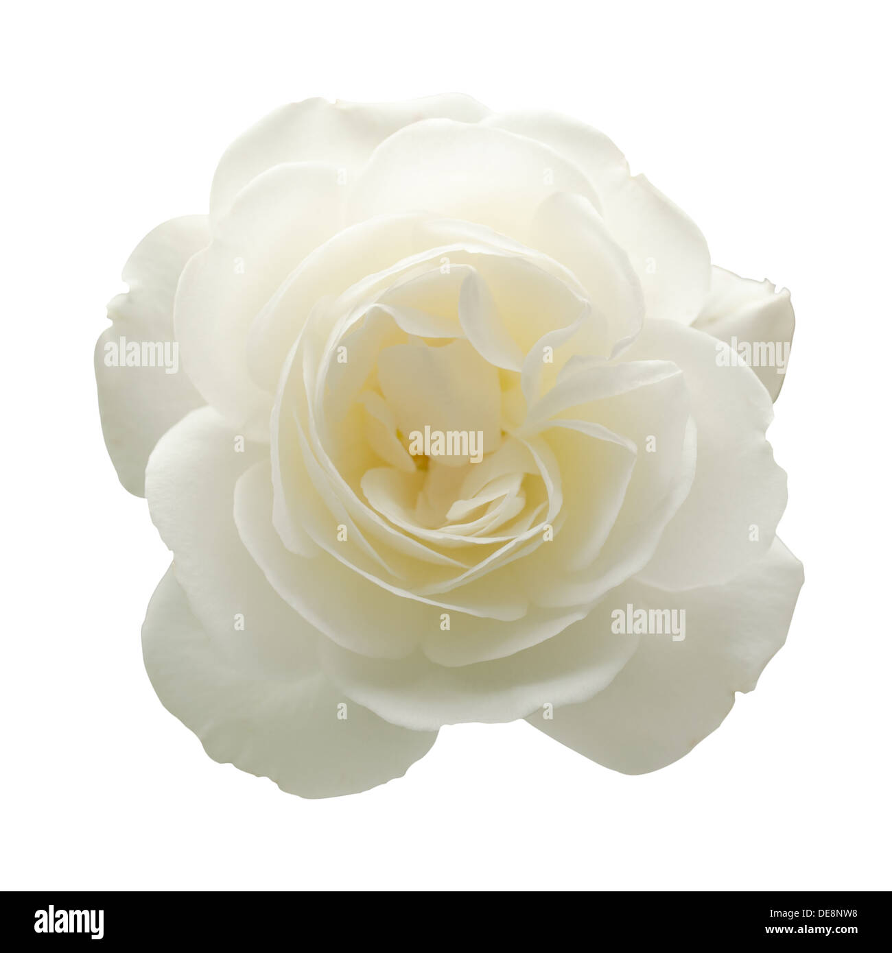 A white rose isolated on a white background Stock Photo - Alamy