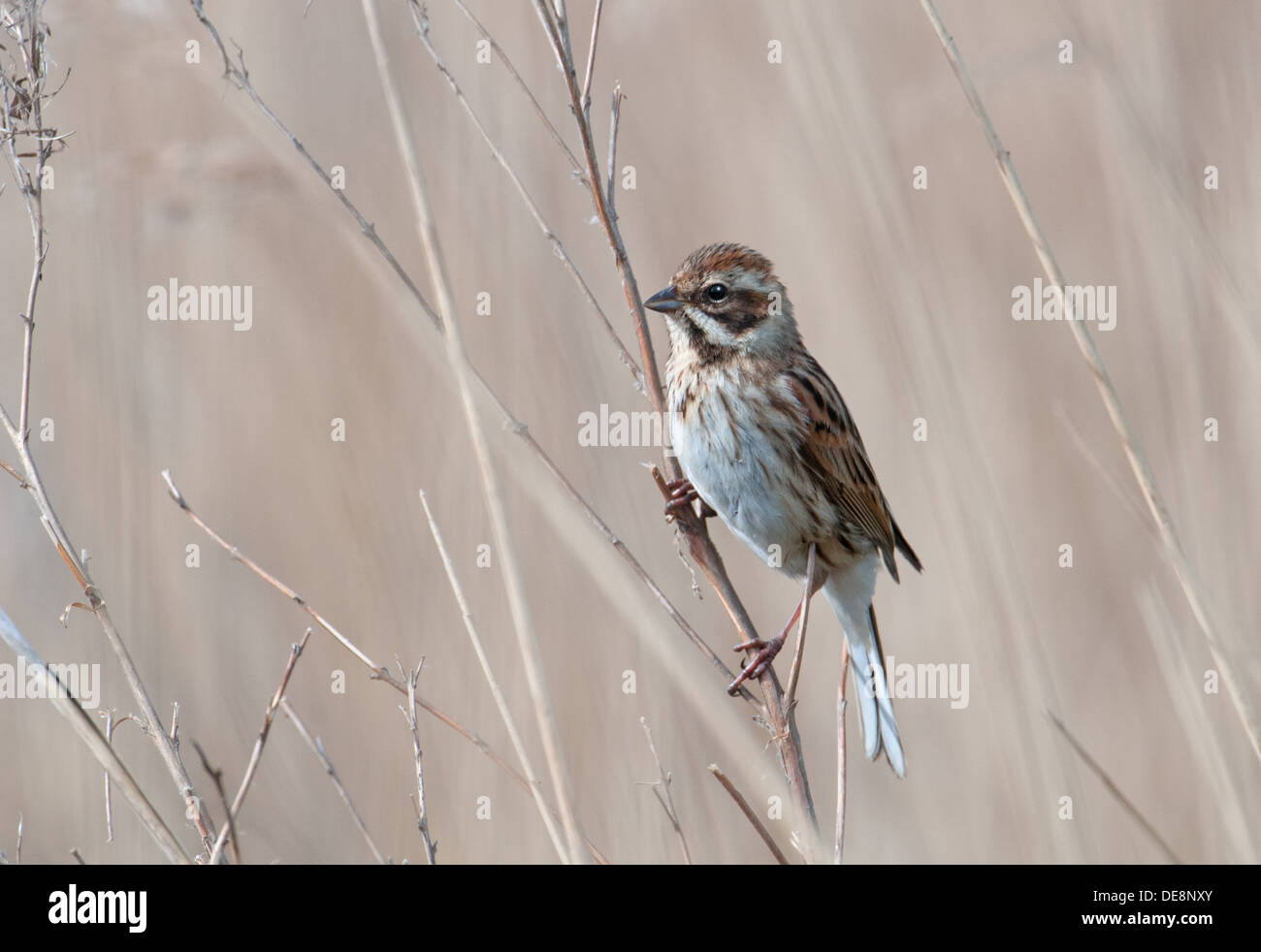 Female Reed Bunting,Emberiza- schoeniclus, Spring, Uk Stock Photo - Alamy