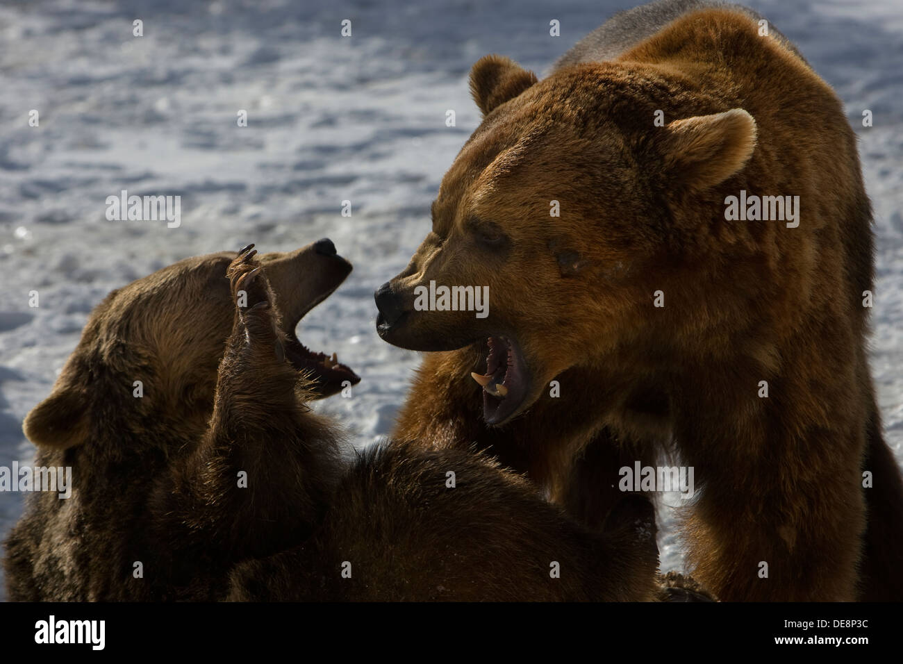Grizzly bears fighting/playing Stock Photo - Alamy