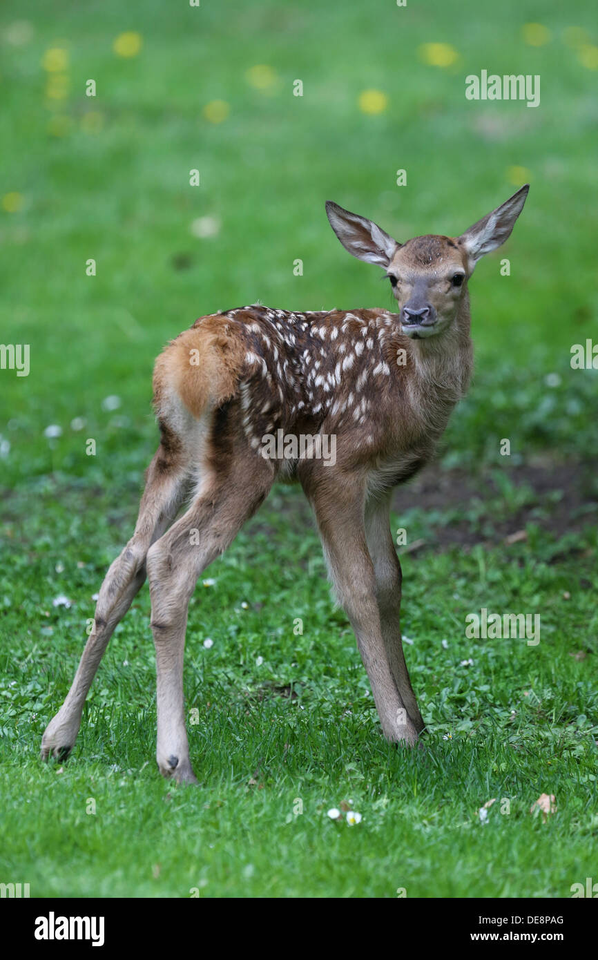 Resplendent village, Germany, red deer calf Stock Photo - Alamy