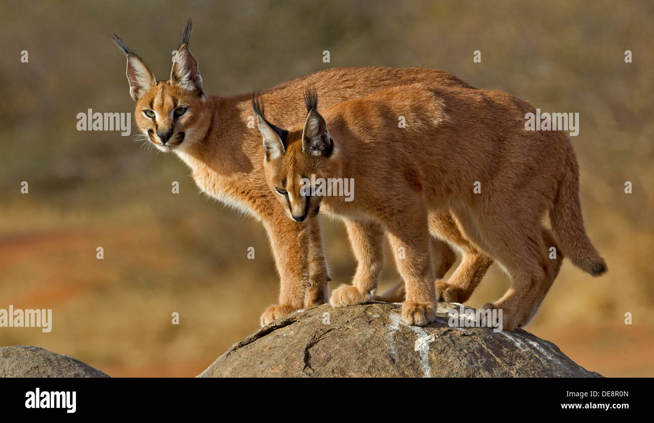 Pair of African Caracal sitting on rocks, Kruger Park, South Africa ...