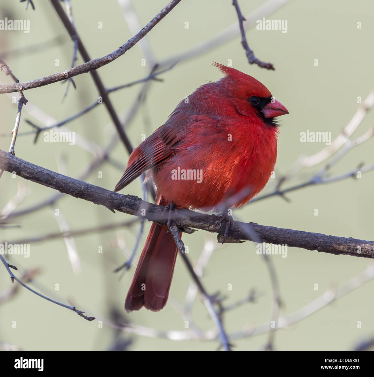 Northern cardinal color hi-res stock photography and images - Alamy