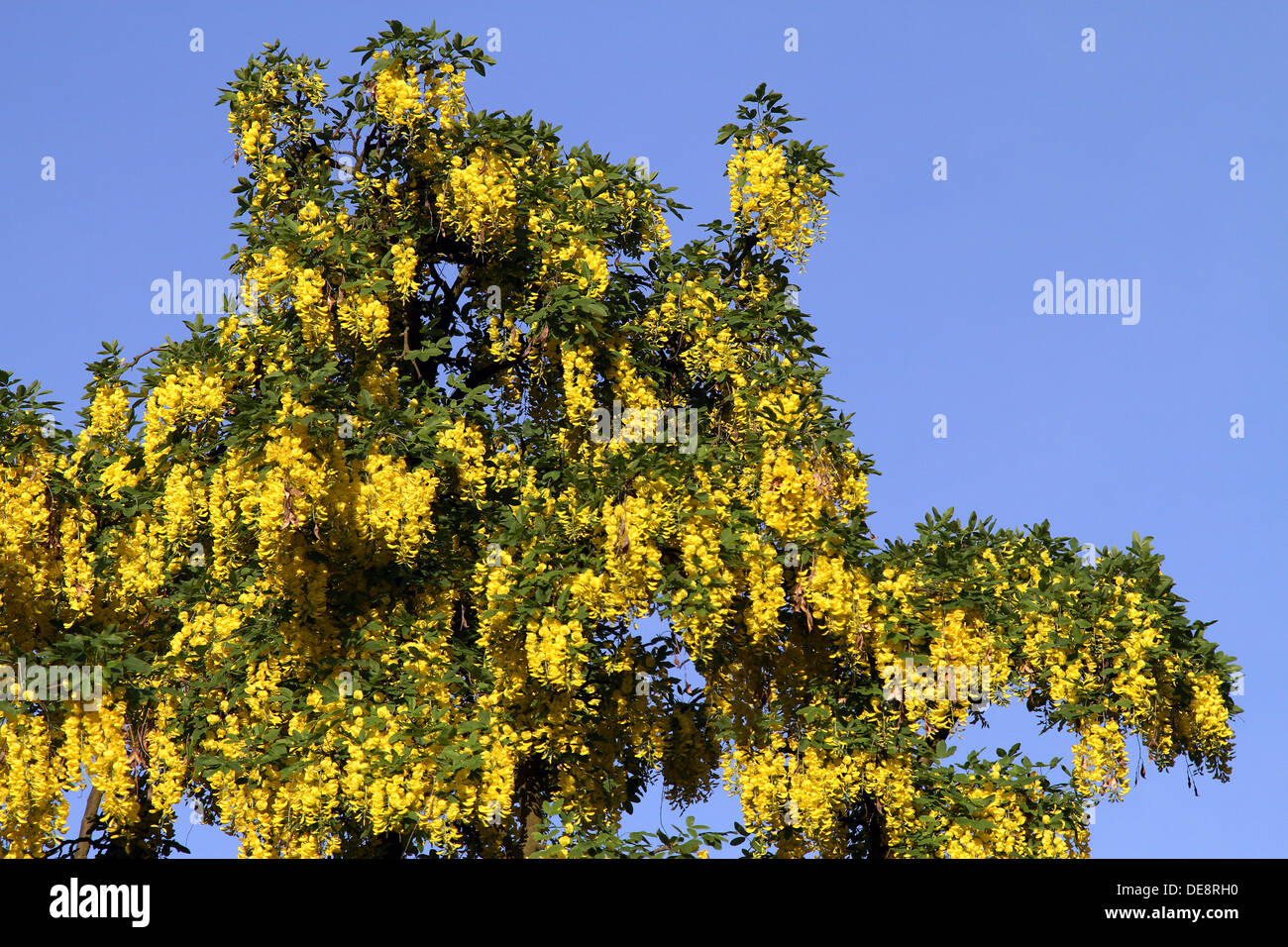 Berlin, Germany, Common laburnum Stock Photo - Alamy
