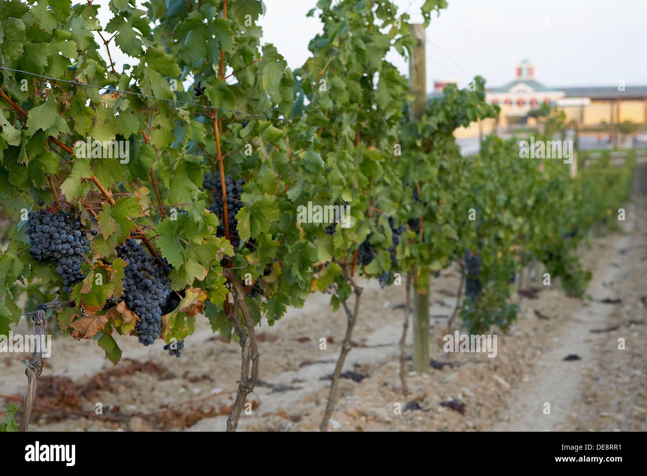 Vivanco winery and wine museum hi-res stock photography and images - Alamy