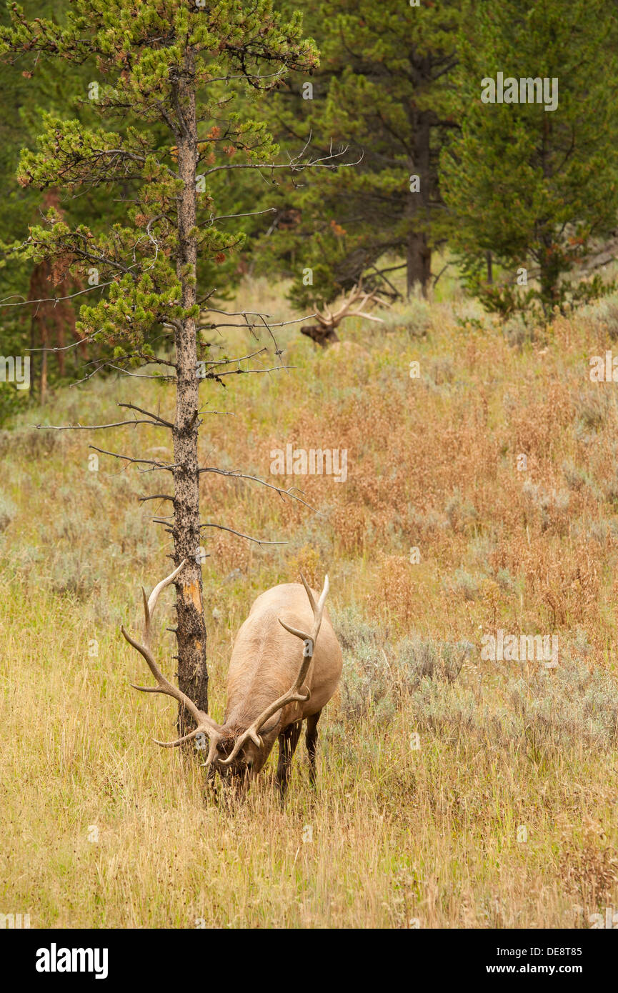 12 point hi-res stock photography and images - Alamy