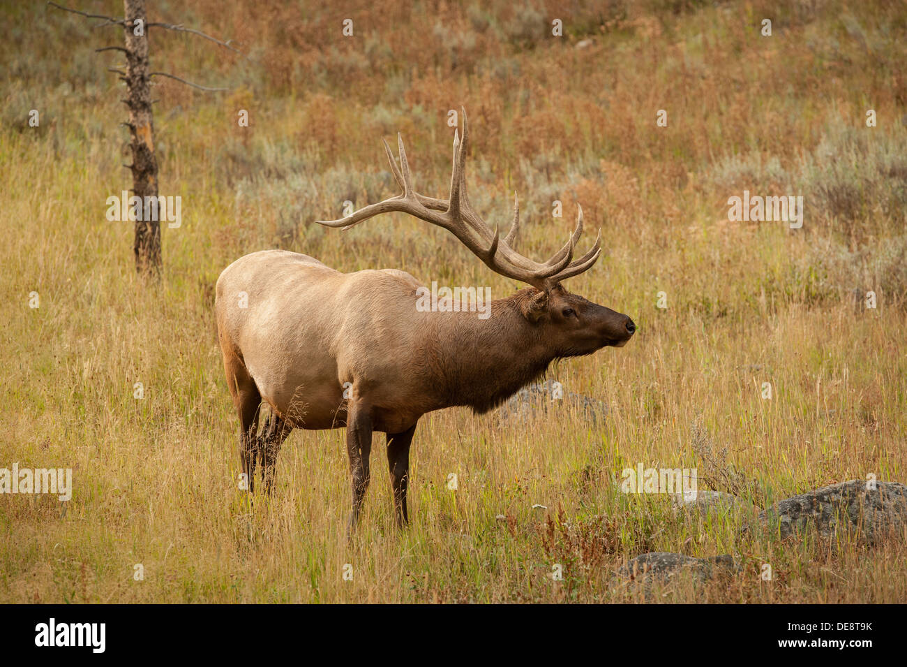 Photograph of an Adult male elk with a full size 12 point antler rack ...