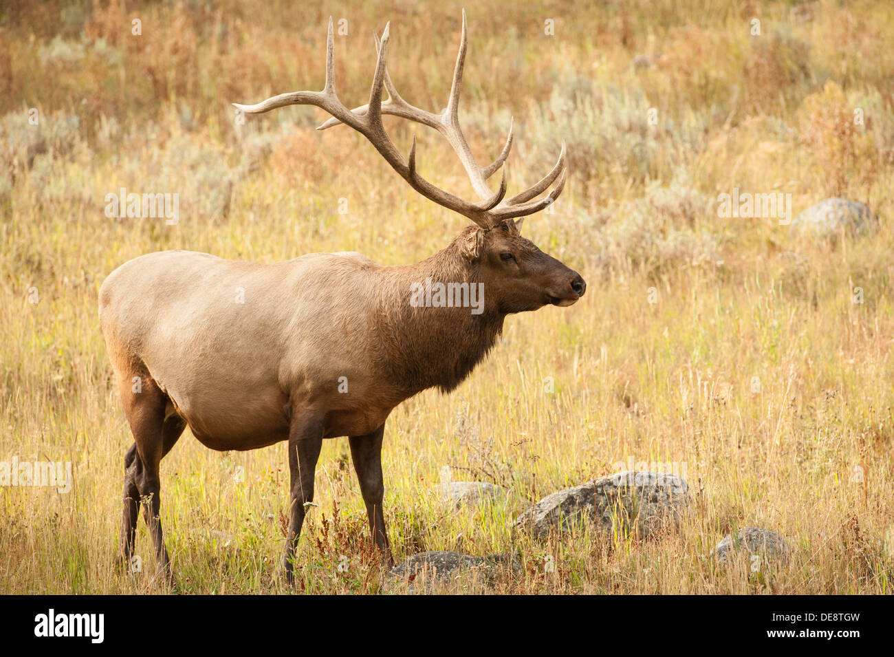Photograph of an Adult male elk with a full size 12 point antler rack ...