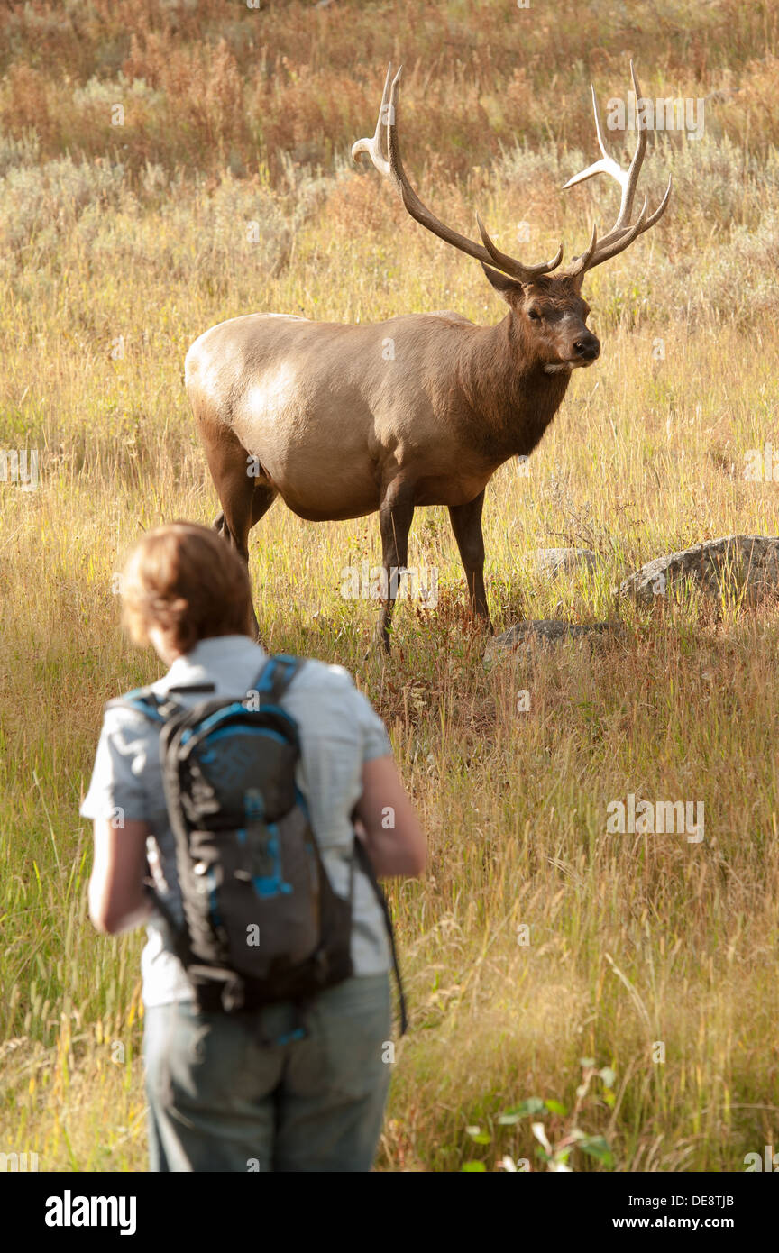 Charging elk hi-res stock photography and images - Alamy