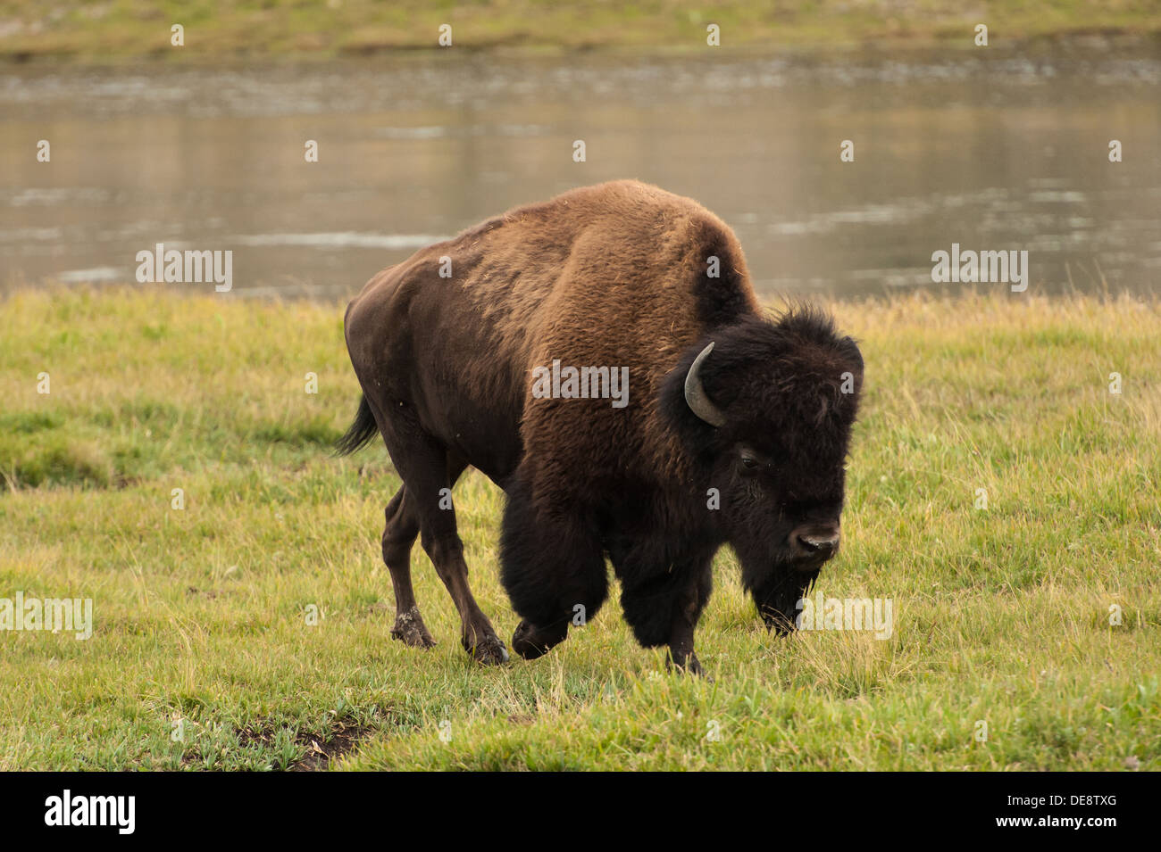 Photograph of an American buffalo grazing in Hayden Valley, Yellowstone ...