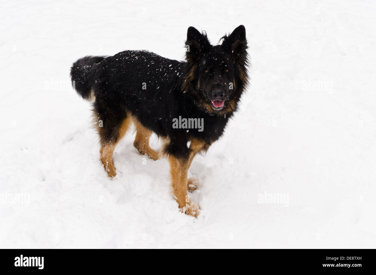 Molly guard Cut Out Stock Images & Pictures - Alamy