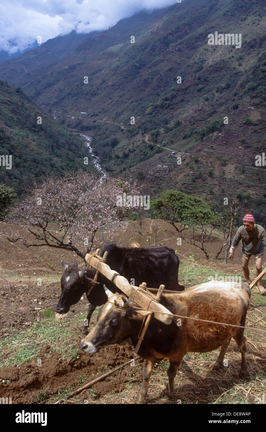 Farming in Nepal Stock Photo - Alamy