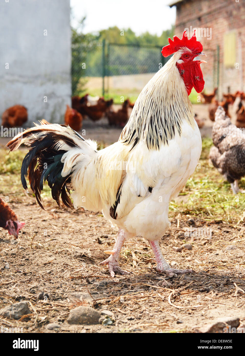 Rooster on traditional free range poultry farm Stock Photo - Alamy