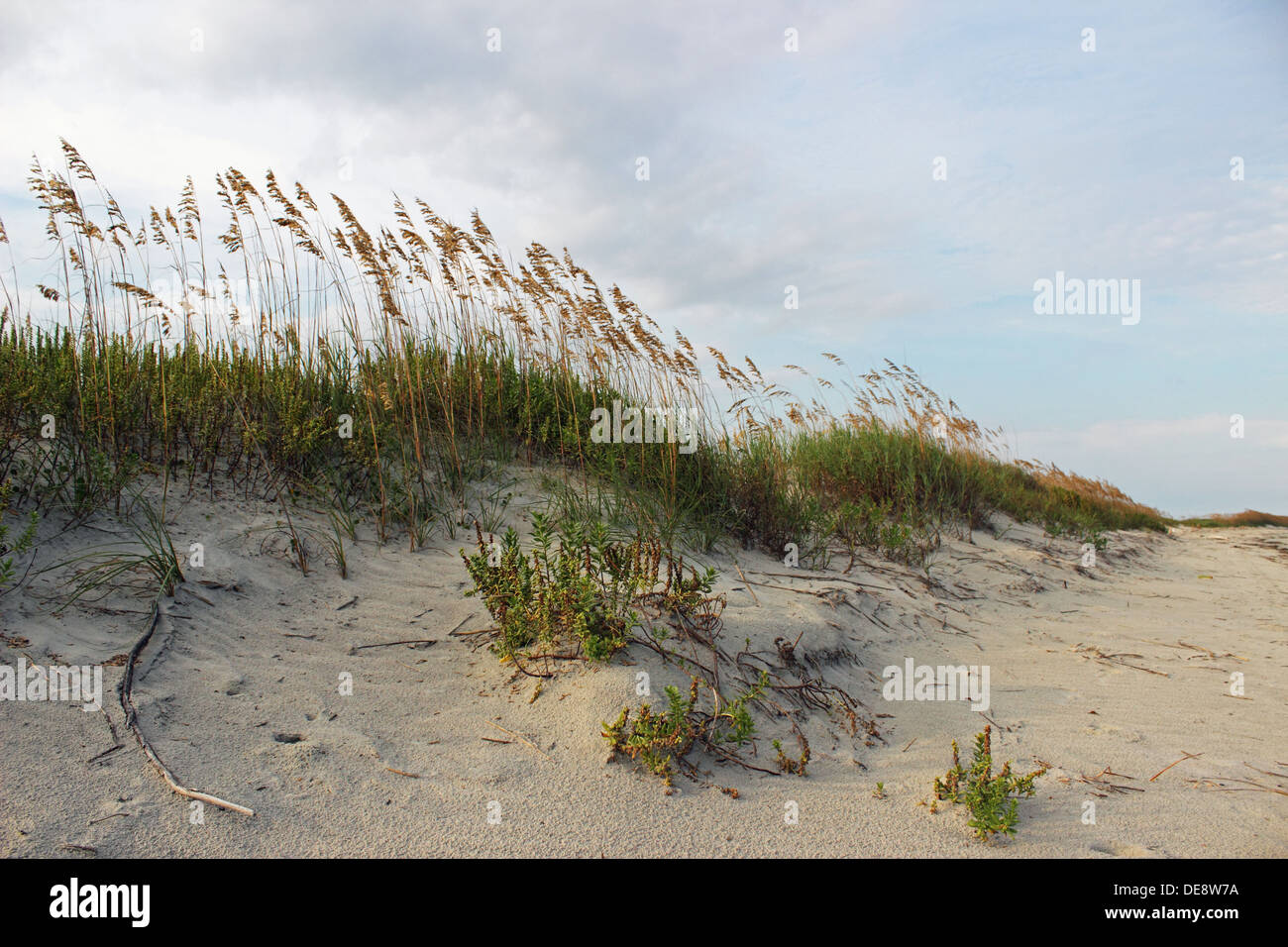 Sand dunes line a secluded beach along the coast Stock Photo - Alamy