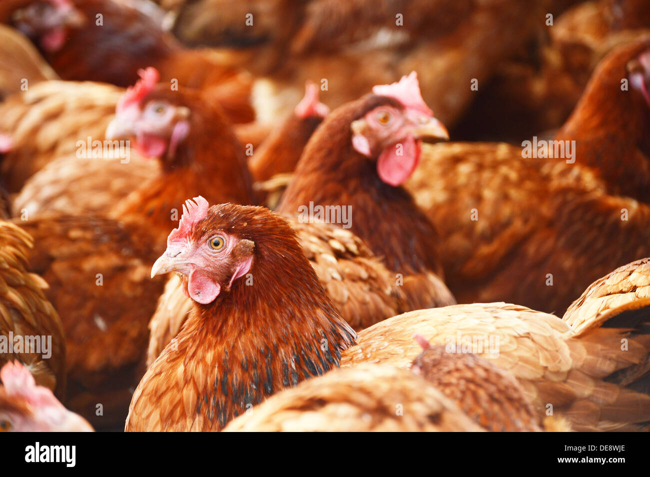 Chickens on traditional free range poultry farm Stock Photo - Alamy