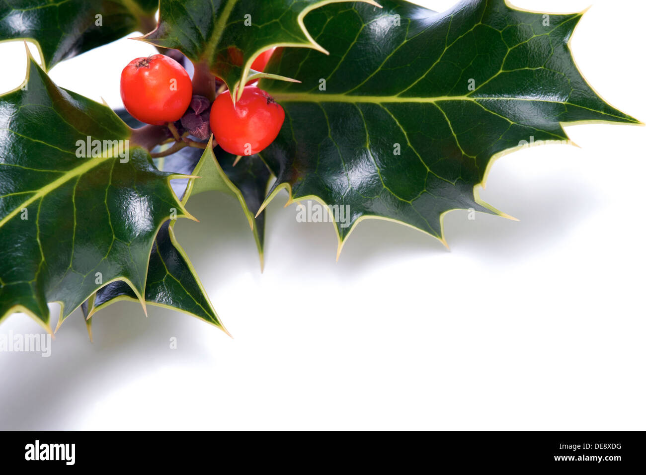 Holly Sprig Isolated High Resolution Stock Photography and Images - Alamy