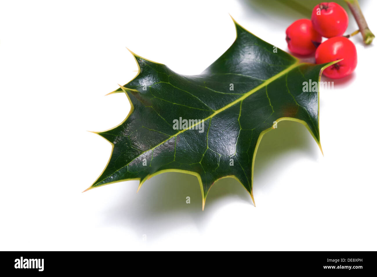A sprig of Christmas holly on a white background Stock Photo - Alamy