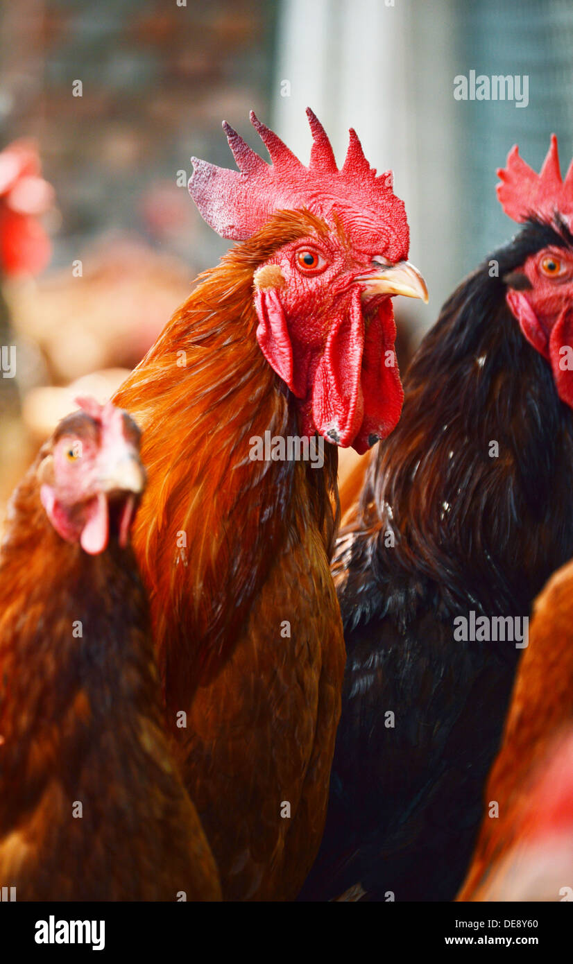 Rooster on traditional free range poultry farm Stock Photo - Alamy