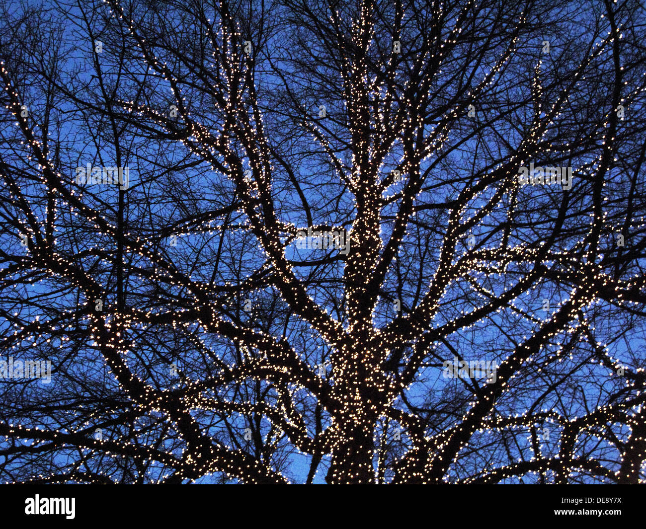 Tree Branches Decorated in White Lights at Night Stock Photo - Alamy