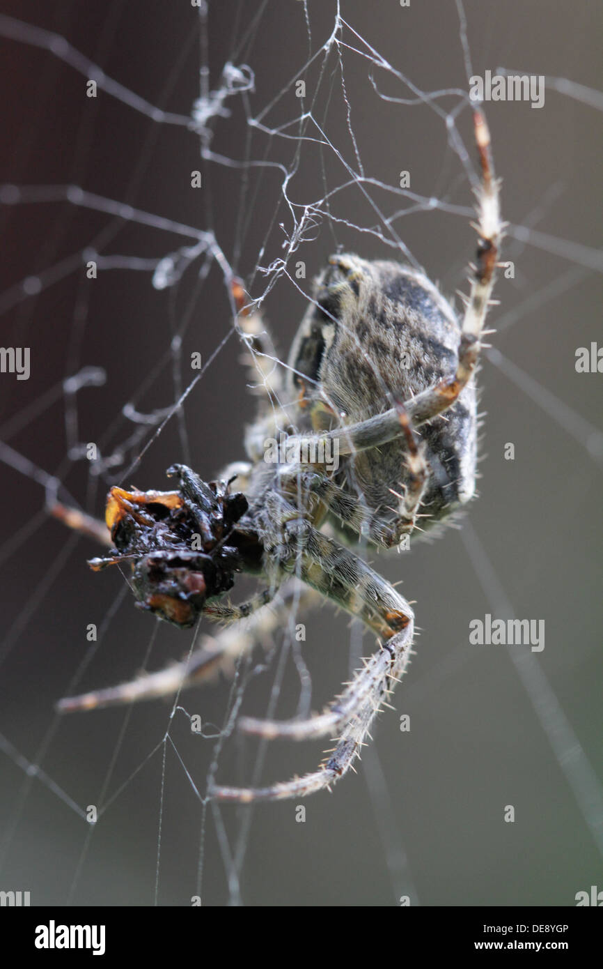 Garden Cross Spider on its web with prey - Araneus diadematus Stock ...