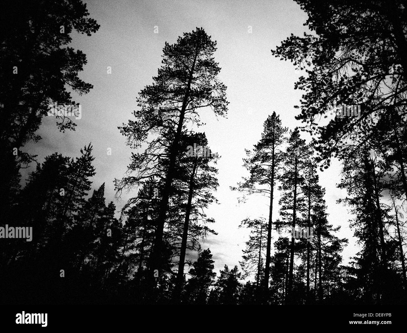 Tall trees Black and White Stock Photos & Images - Alamy