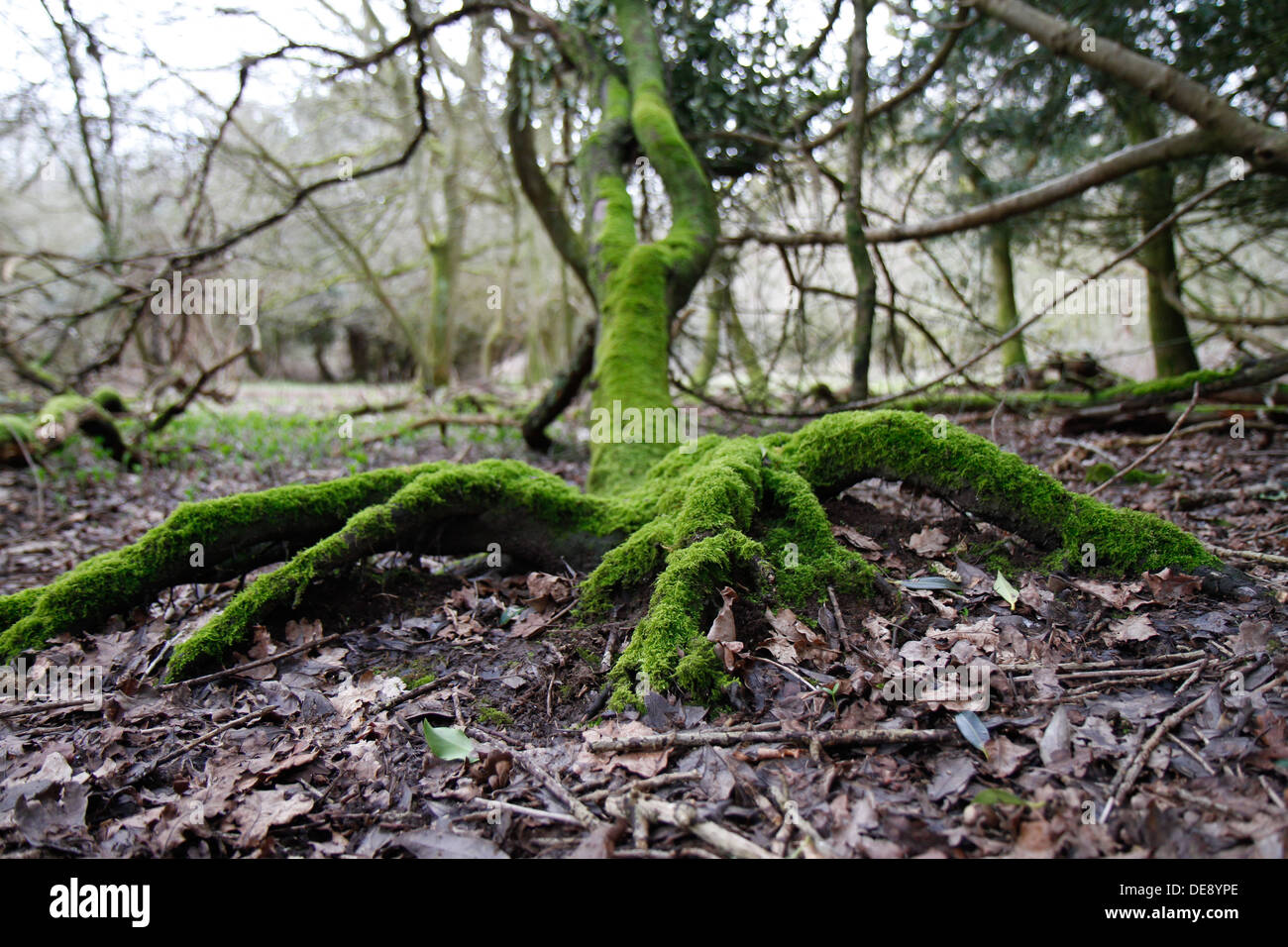 Scary Roots High Resolution Stock Photography and Images - Alamy